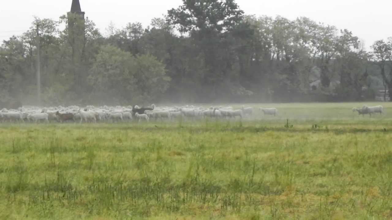 Cane da pastore muove il gregge di pecore a Pieve Emanuele (MI) Aprile ...