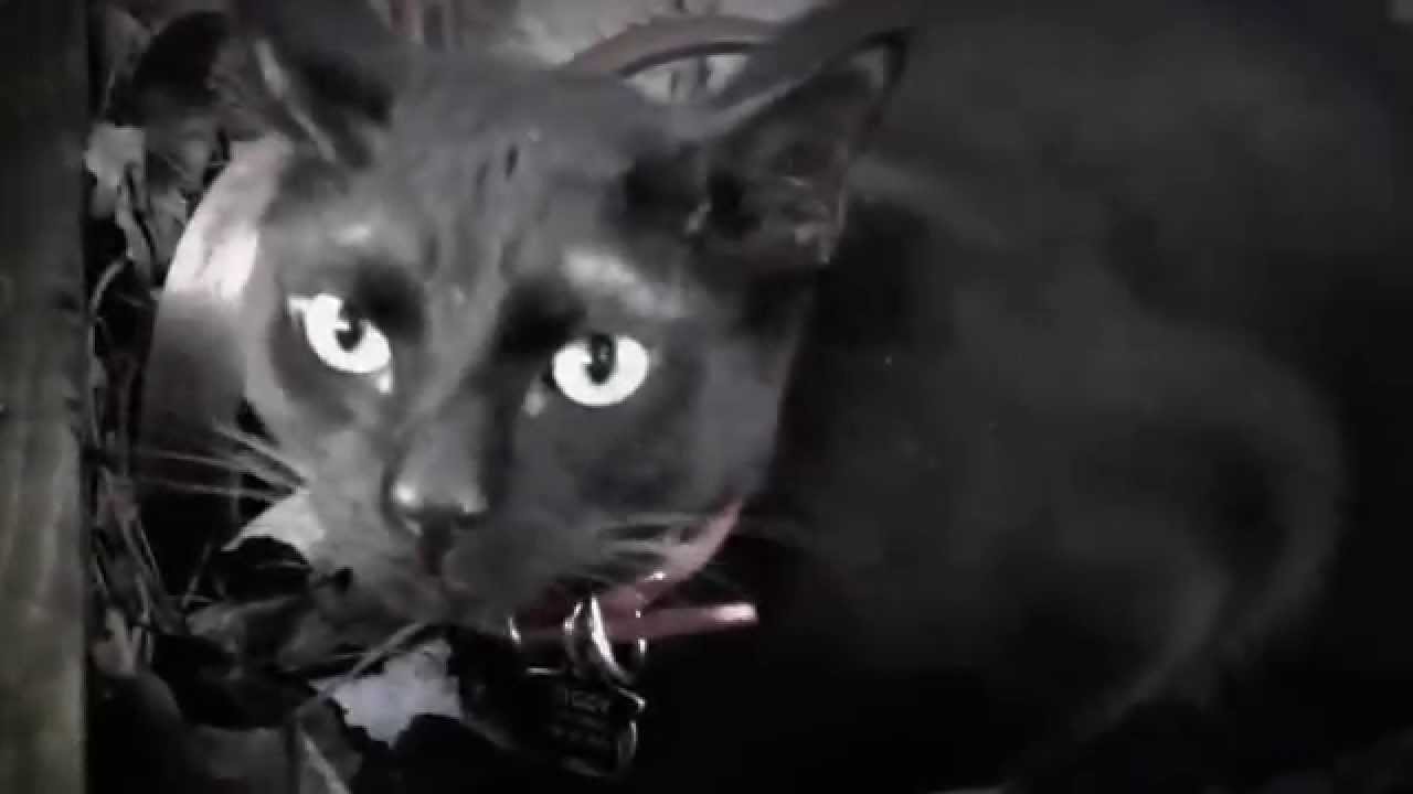 Ziggy is an Angry Cat - YouTube