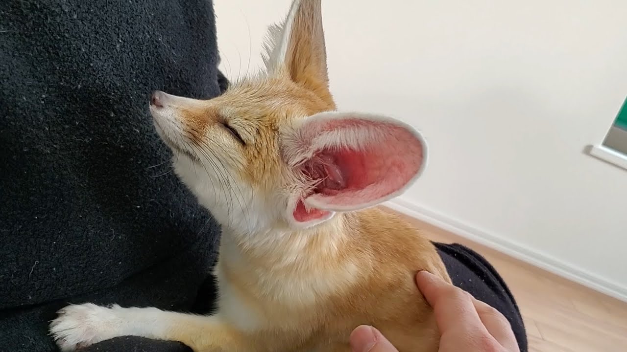 Fennec fox trying to continue to endure affectionate attacks from mom ...