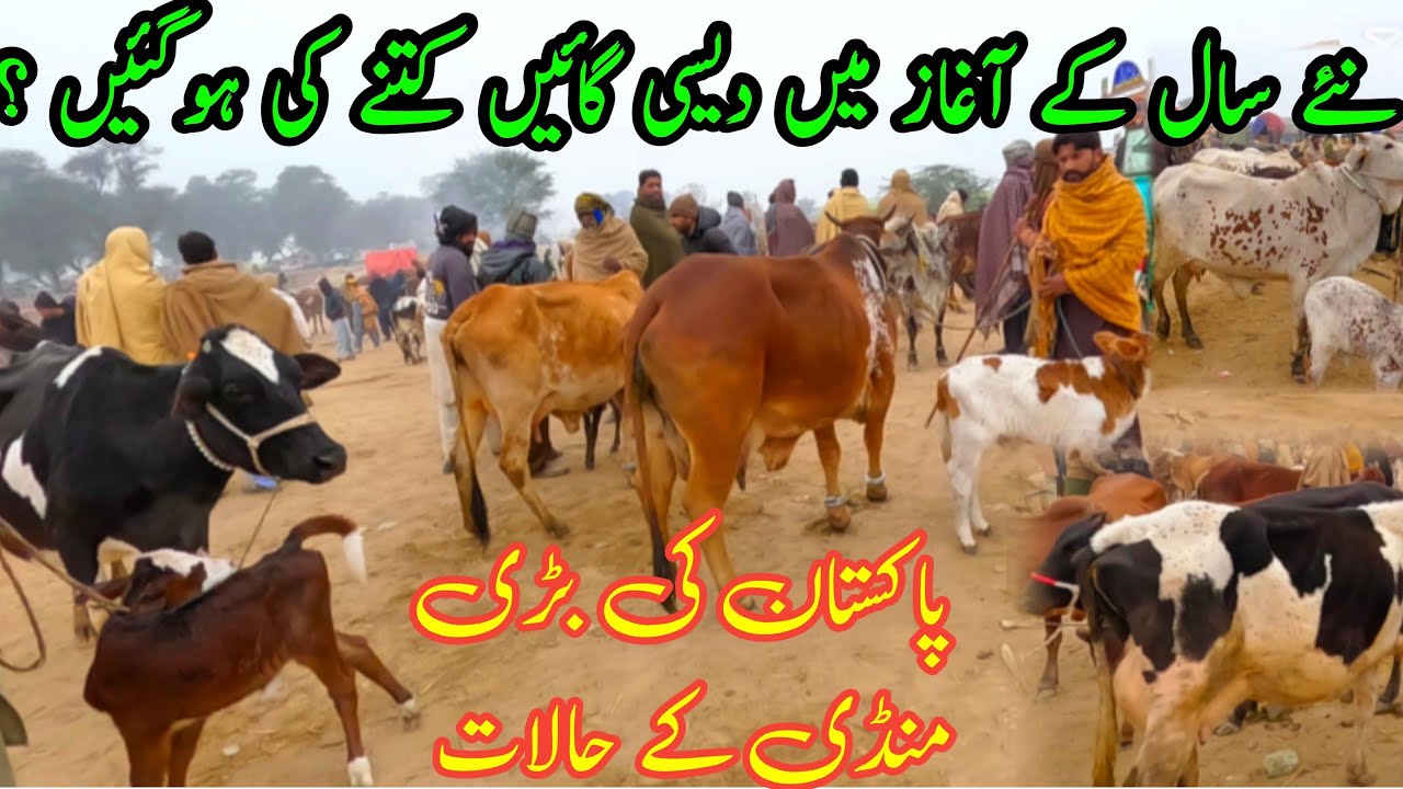 Sahiwal Cholistani Cows Latest Price In Pakistan / Luddan Cattle Market ...