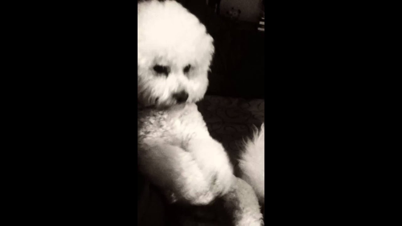 Jimmi legend - Bichon Frise! ♫ Matador - BamBam - YouTube