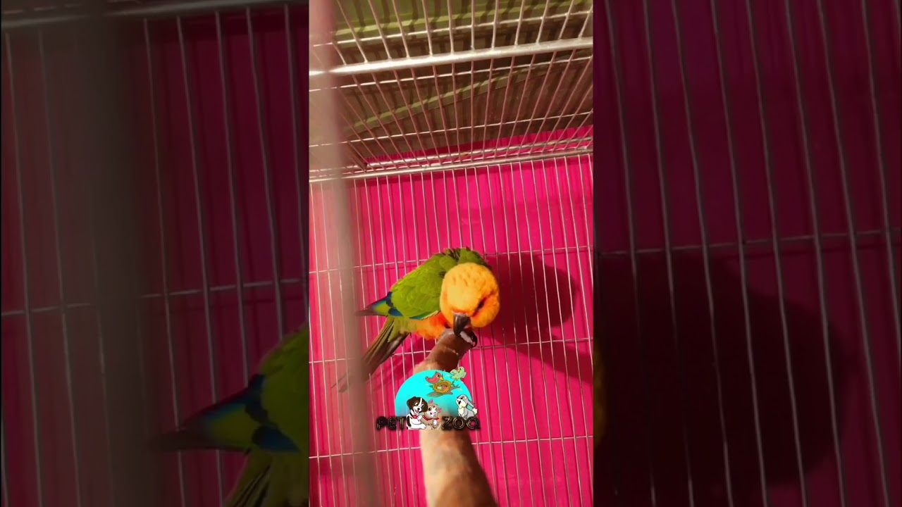 jenday conure breeding dance - YouTube