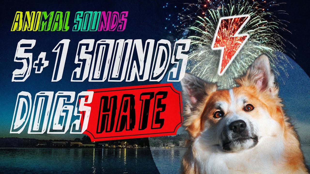 Sounds DOGS HATE ⚡ (Make Dogs Go Crazy) - YouTube
