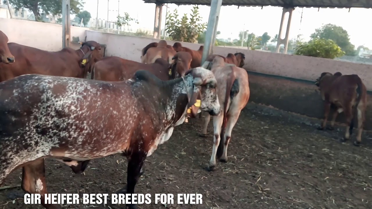 GIR HEIFER BEST BREEDS FOR EVER AT GAUSHALA - YouTube