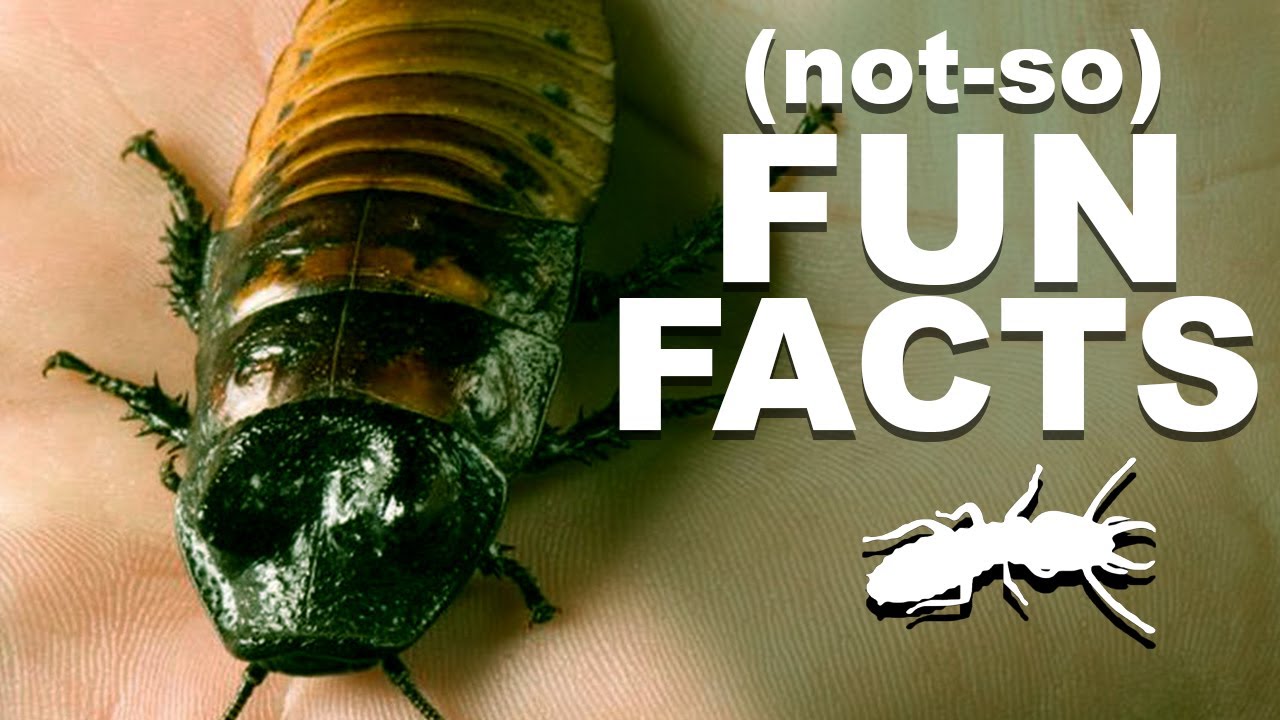 Not So Fun Facts - Cockroaches - YouTube