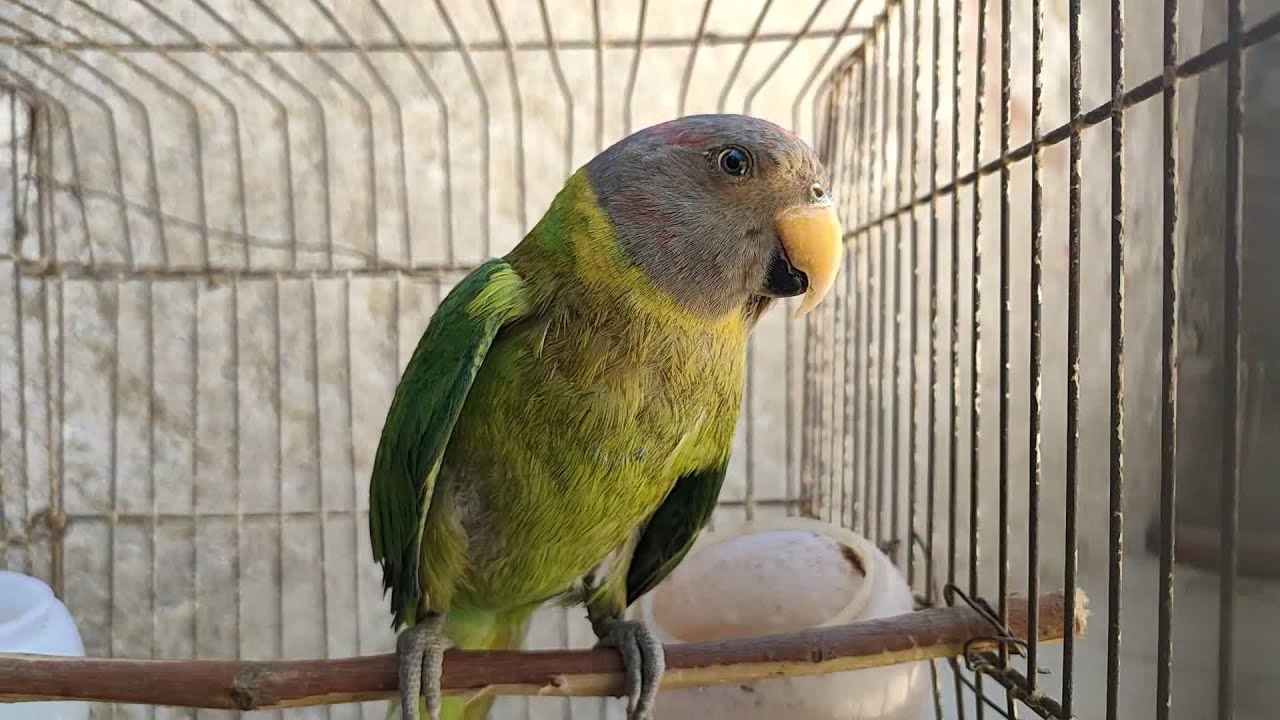 Beautiful Ring Neck Green Parrot With Blue Hradc - YouTube