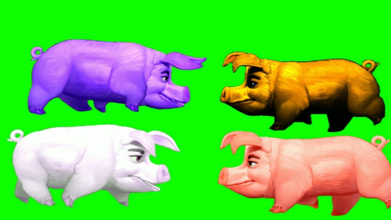 pig animal 10 colors video ! how to download green screen video ! copy ...