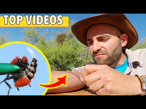 STUNG by a VELVET ANT & WARRIOR WASP! (All Coyote Peterson's Worst Stings)