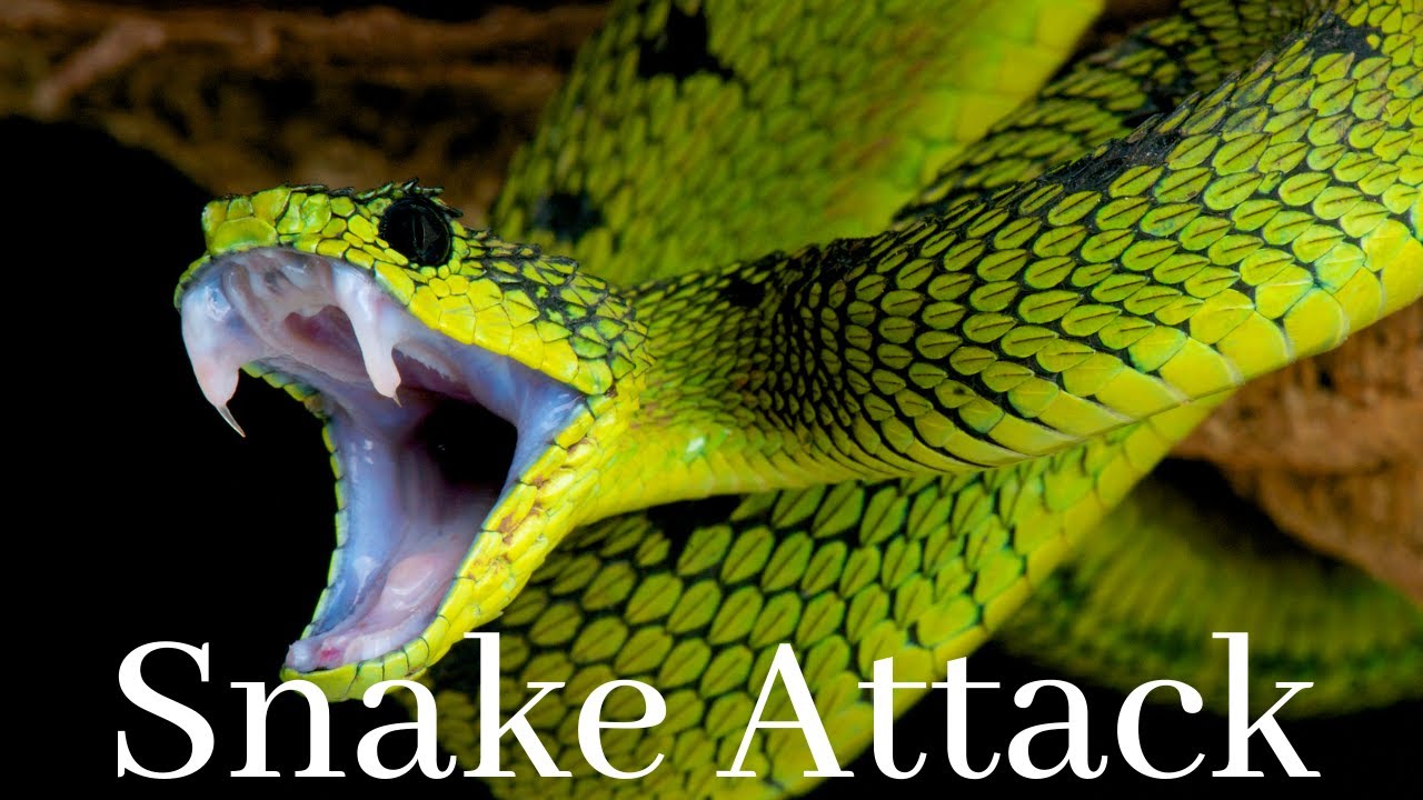 Aggressive Snake Strike Caught Caught on GoPro Camera - YouTube