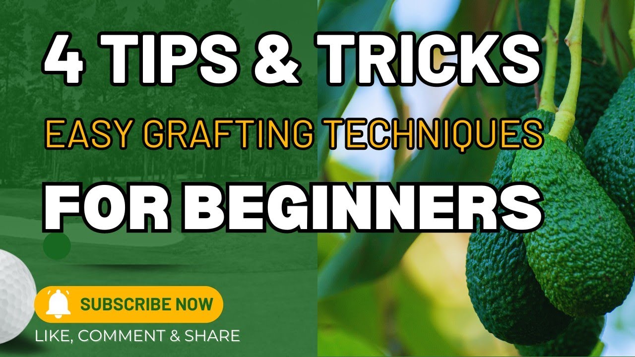 4 Easy grafting techniques for beginners 🔥 - YouTube
