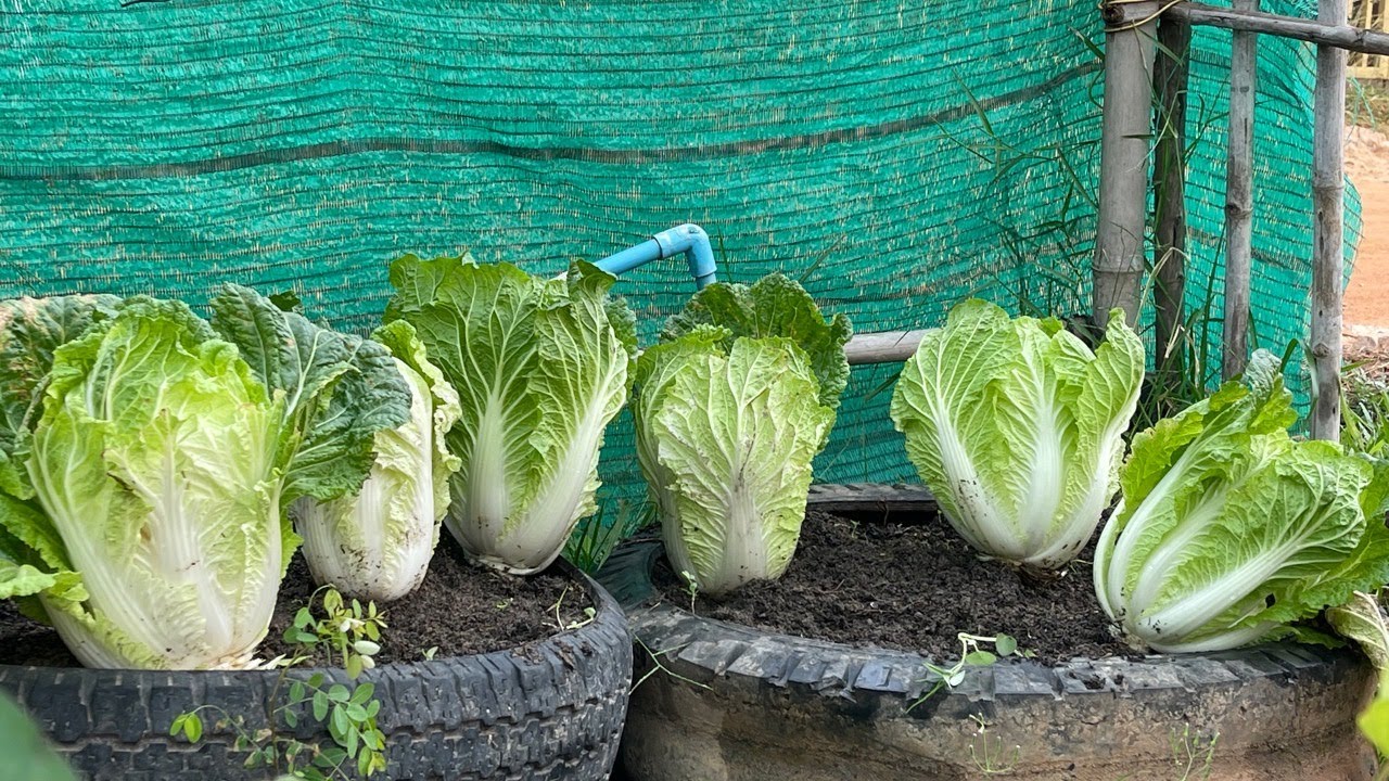 Chinese Cabbage Easy To Grow for My Family Cooking - from Green Leaves ...
