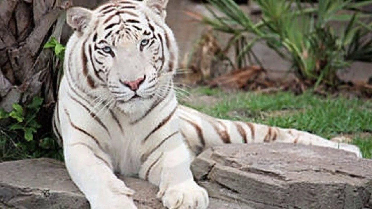 7 ANIMALES MAS HERMOSOS DEL MUNDO - YouTube