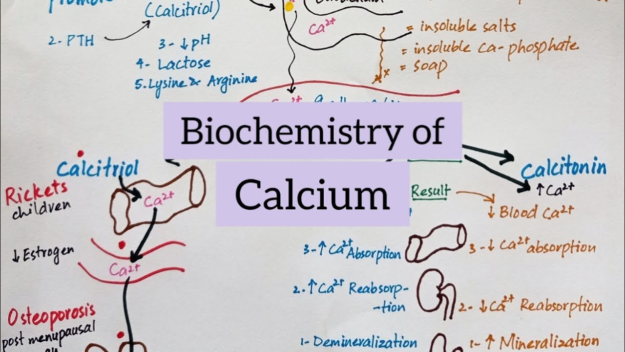 Calcium - Sources Functions Absorption Regulation & Diseases ...