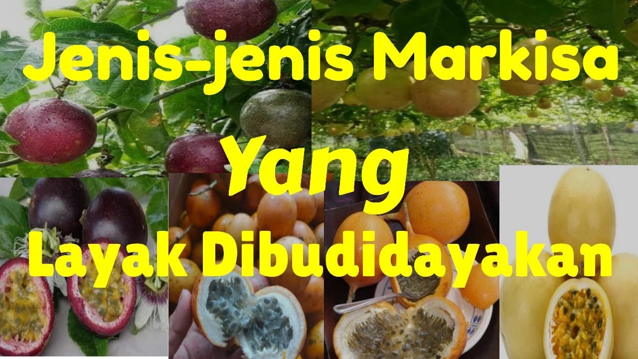 Jenis-jenis Markisa Yang layak Dibudidayakan - YouTube