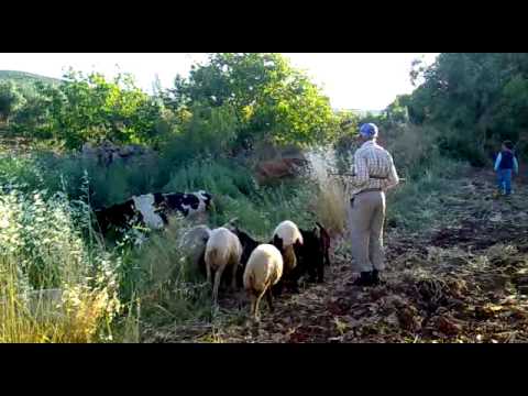 Çerçili Köyü Kilis SOMİ LI GULE HİRE29062012004