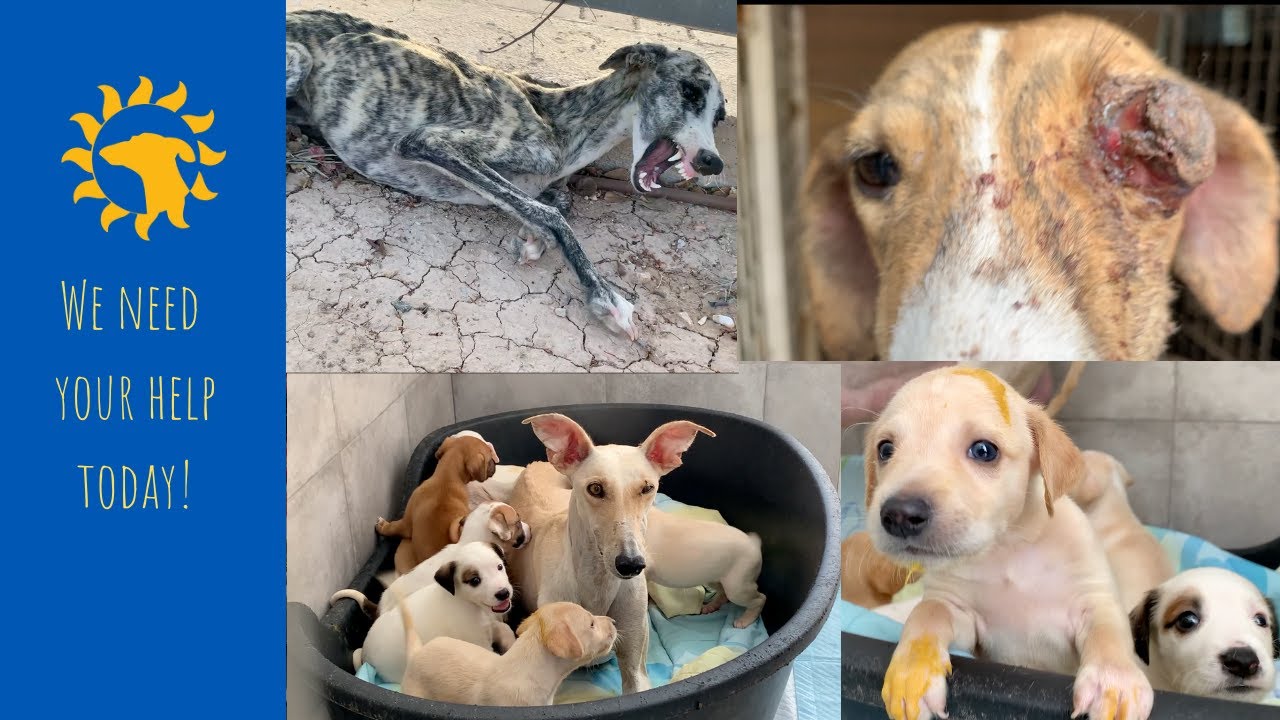Hundreds of dogs need your help! - YouTube