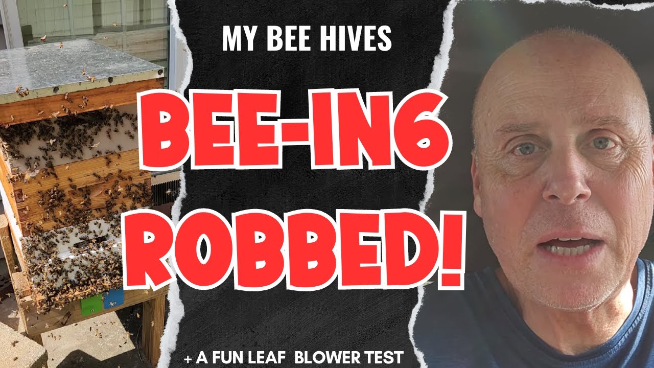 Buzzing Heist: Honey Bees Caught in the Act of Robbing - YouTube