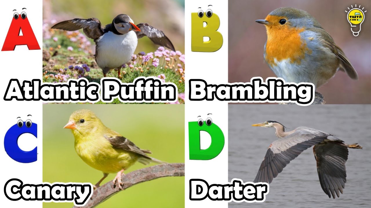 Birds ABC Song | Birds Alphabet Song for Kids | Phonics for Kids | Baby ...