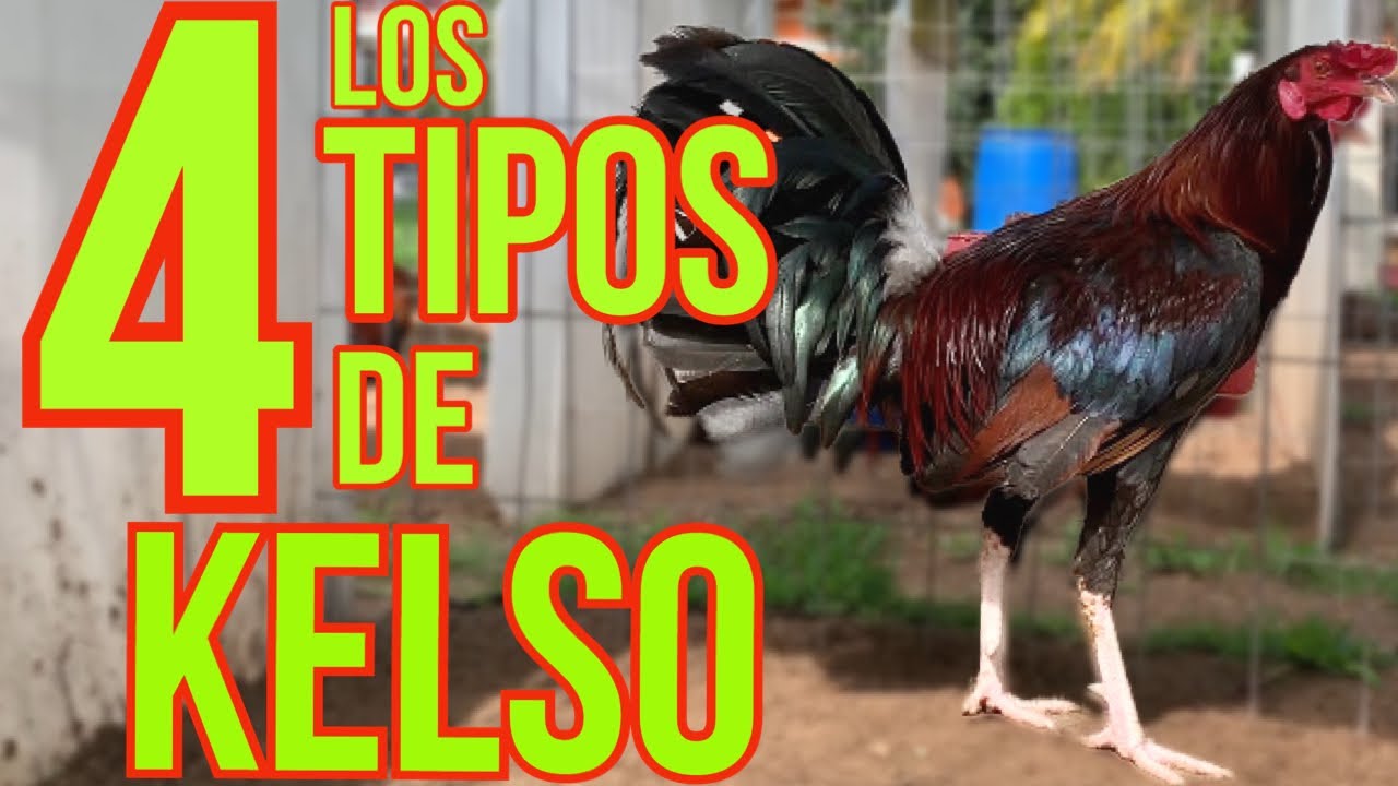 QUE ES UN KELSO.... Conociendo mas sobre ellos - YouTube