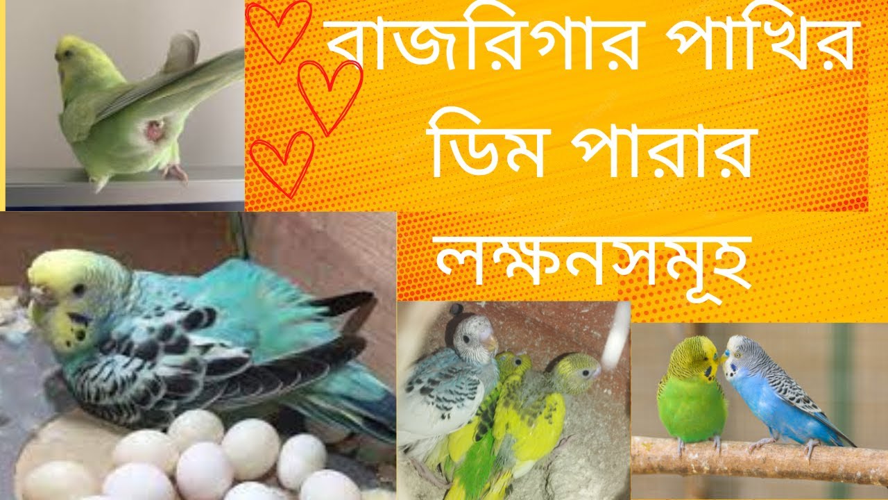 বাজরিগার পাখির ডিম পারার লক্ষন। Bujrigar pakir dim parar lokkon. - YouTube