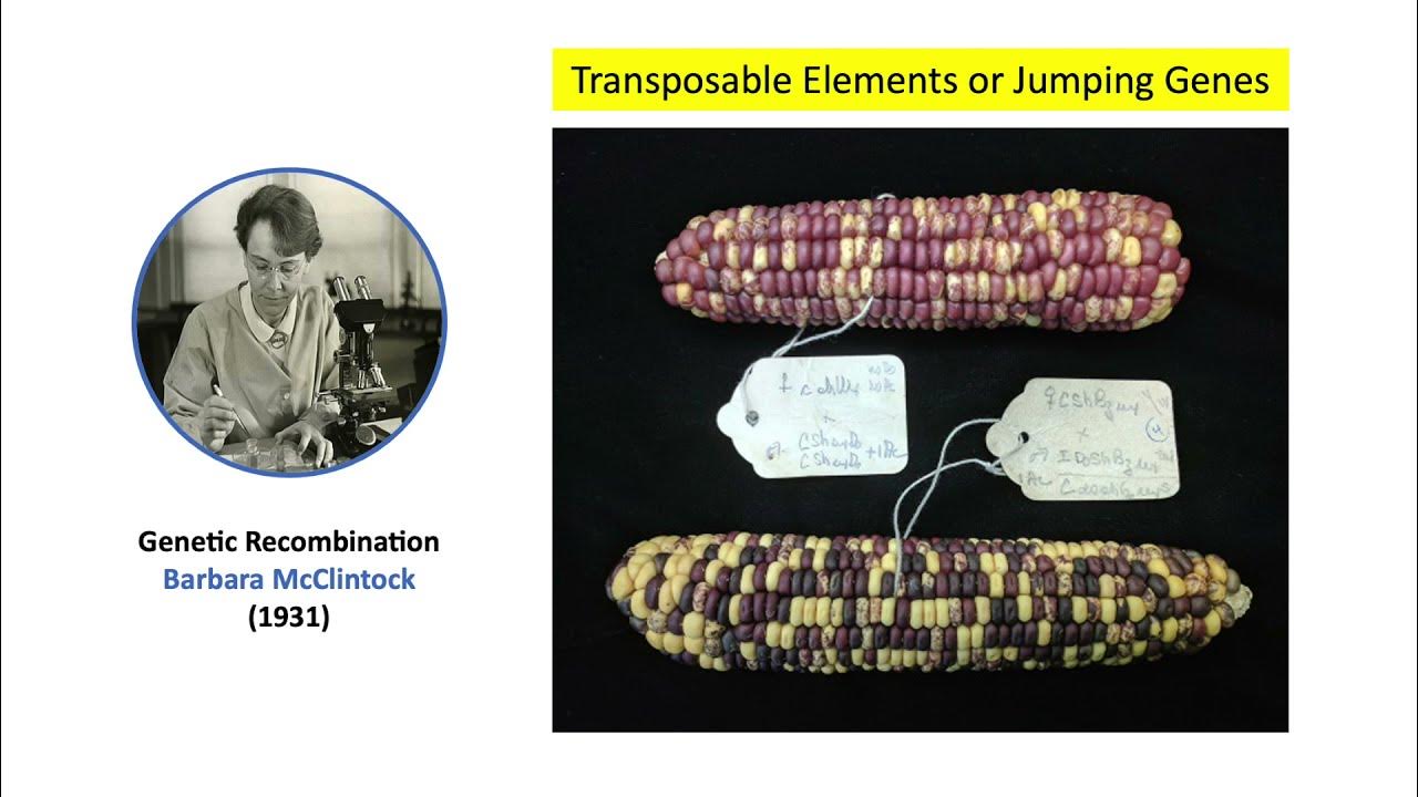 Barbara McClintock and the Jumping Genes 👩🏼‍🔬🌽🧬 - YouTube