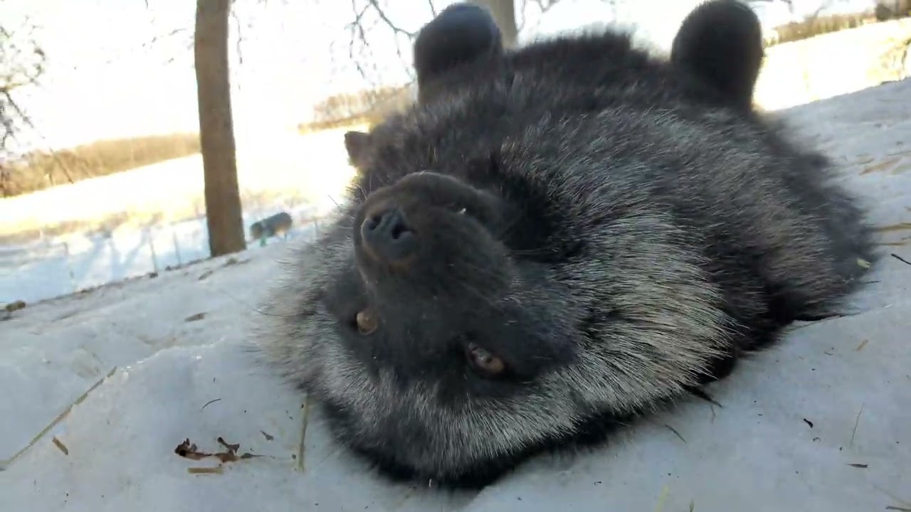 Belly rubs for Vixie and Finnegan - YouTube
