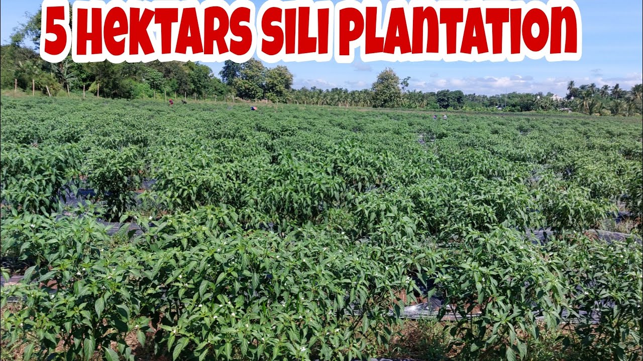 How to Manage Pest and Diseases in 5 Hektars Sili Plantation? - YouTube
