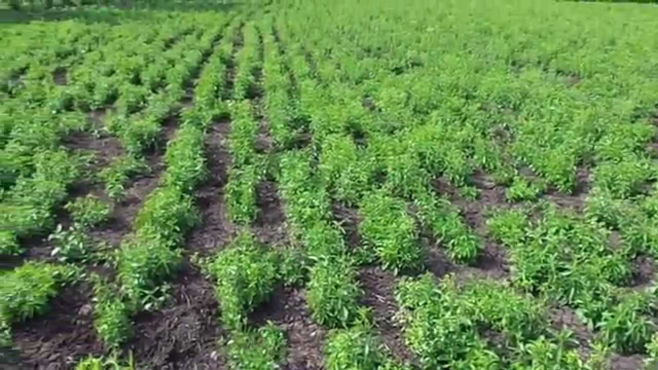 Stevia Field India - YouTube