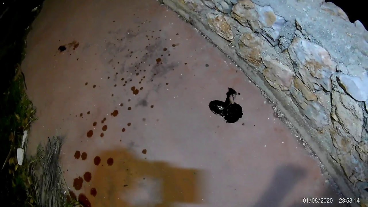 ψάρεμα 8 1 2020 άσε λέμε απίστευτη φάση & μια μπουμπού - YouTube