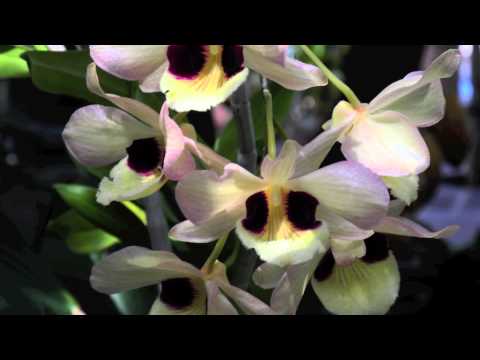 Orchid show in Washington DC - YouTube