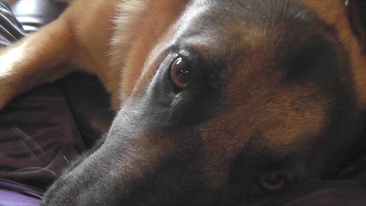 German Shepherd Cuddle Monster - The Aggressive Breed (GSD) - YouTube