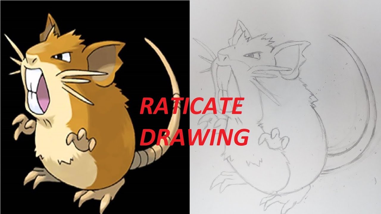 Drawing a bit more Realistic Raticate ( Pokemon ) - YouTube