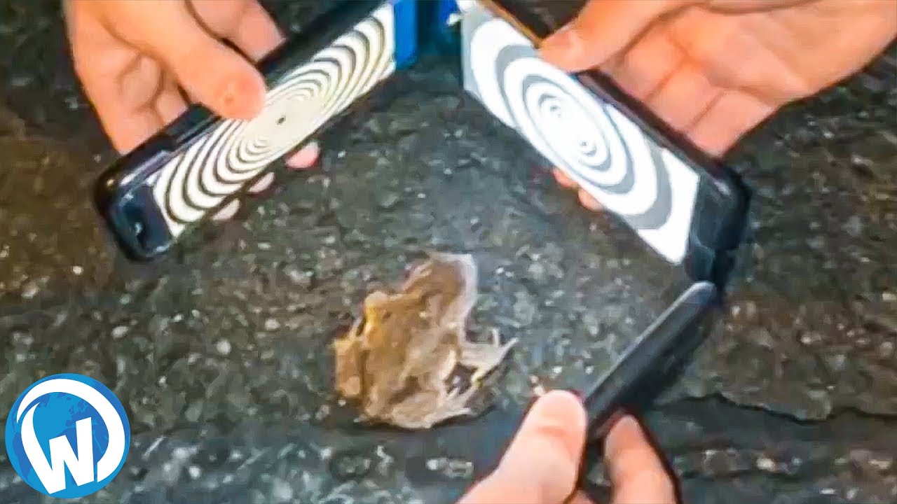 HERE'S HOW TO HIPNOTIZE ALL ANIMALS - YouTube