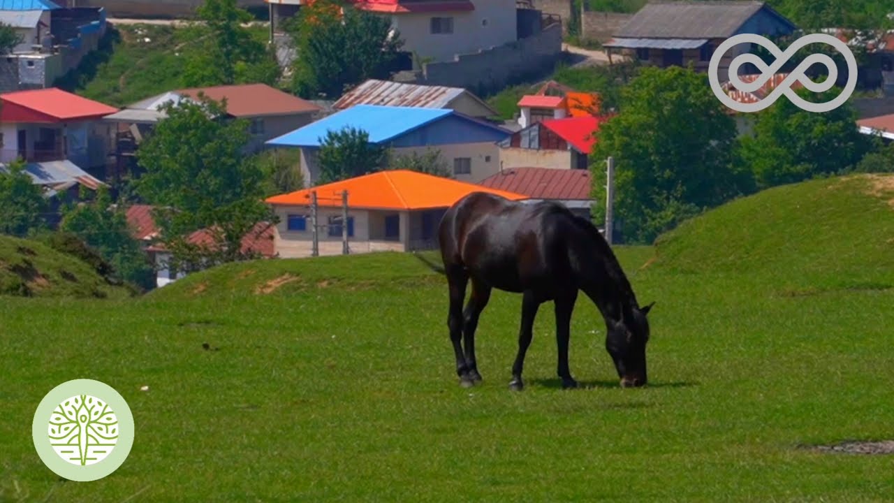 Shepherd and sheep documentary - Soothing images of rural life . - YouTube