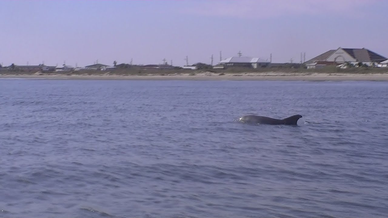 Redneck 101 - Do Dolphins Scare Away Bull Redfish? - YouTube