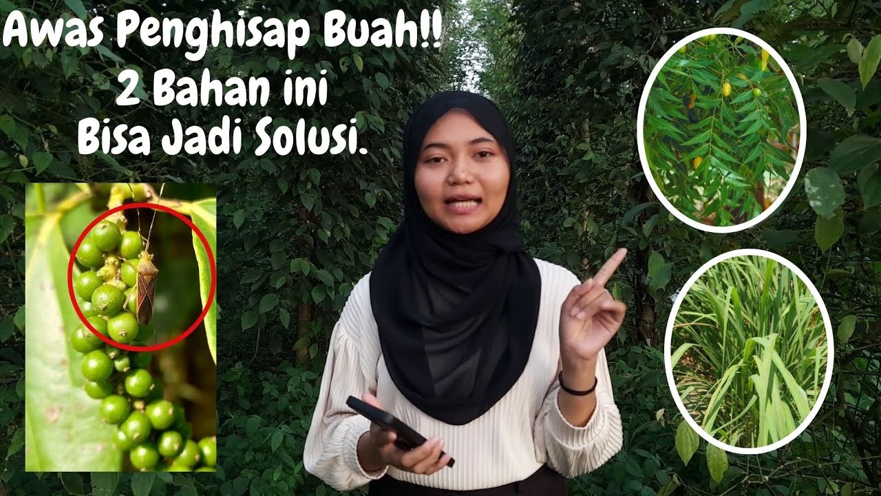 Alternatif Bahan Pesnab untuk Mengatasi Hama Penghisap Buah pada ...