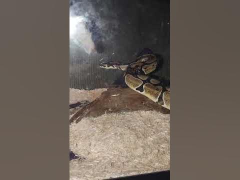 ball python strikes rat - YouTube