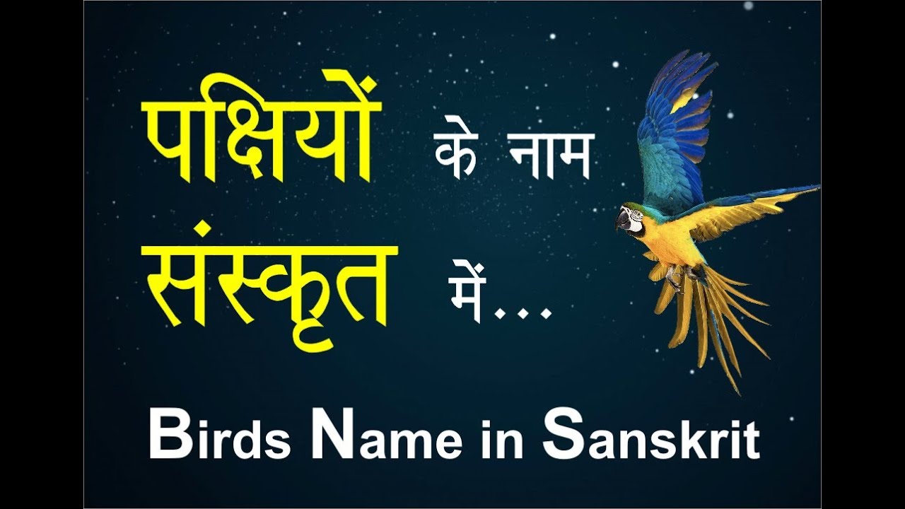 Bird Name English Hind How To Help Many bird-name-english-hind-how-to-help-many