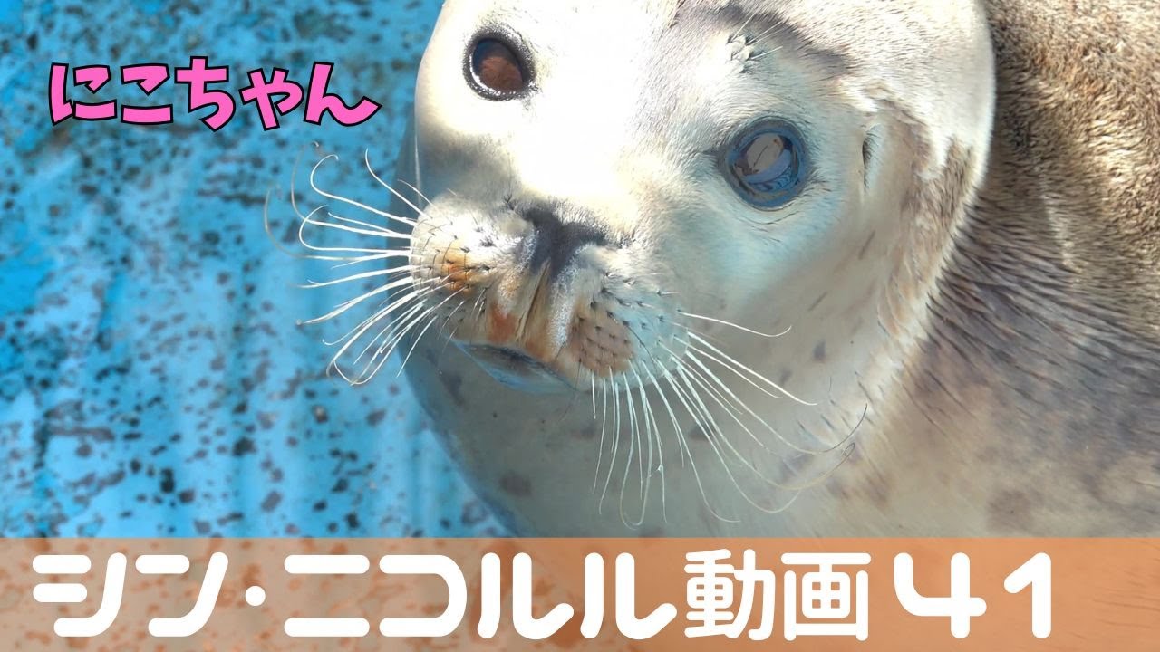 シン・ニコルル動画41 / Shin Niko-Ruru Video 41 - YouTube