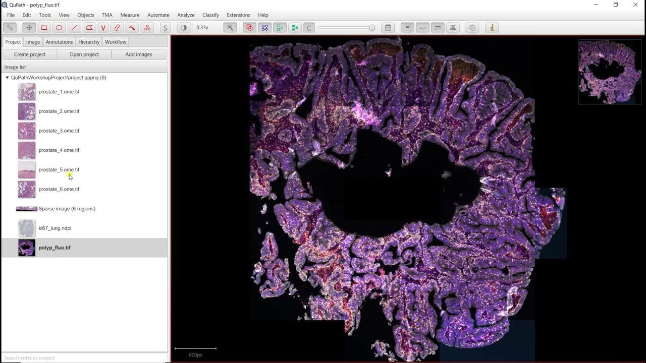 Visualization of fluorescence images with QuPath - YouTube