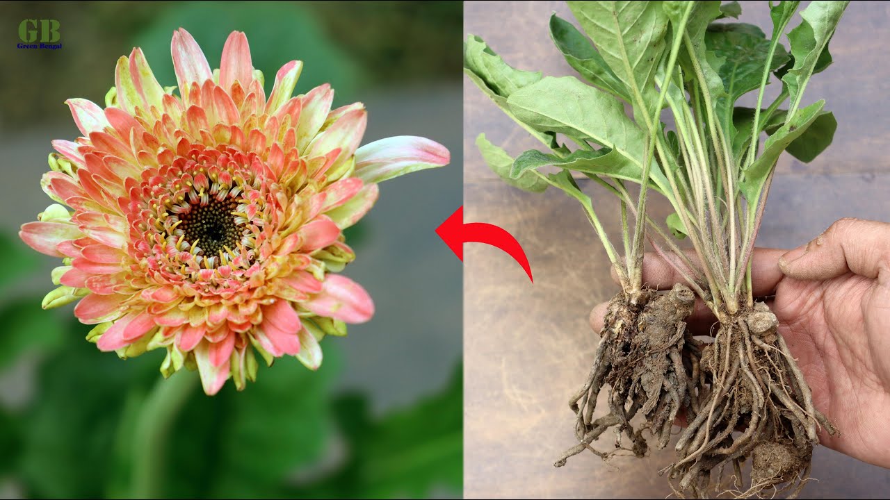 Gerbera plant propagation by division method | Super easy method to ...