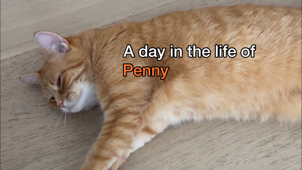 A day in the life of Penny the Ginger Cat - Day 3 - YouTube
