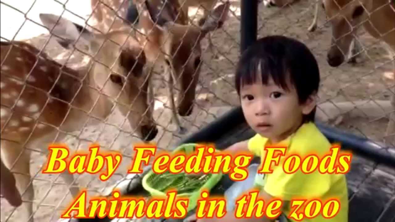 ฺ์ฺBaby Feeding food Animals in the zoo - YouTube