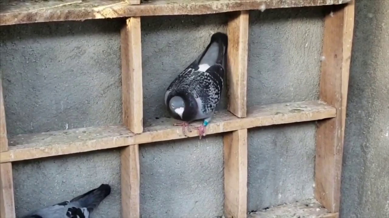 Palomas y palomeros cubanos - YouTube