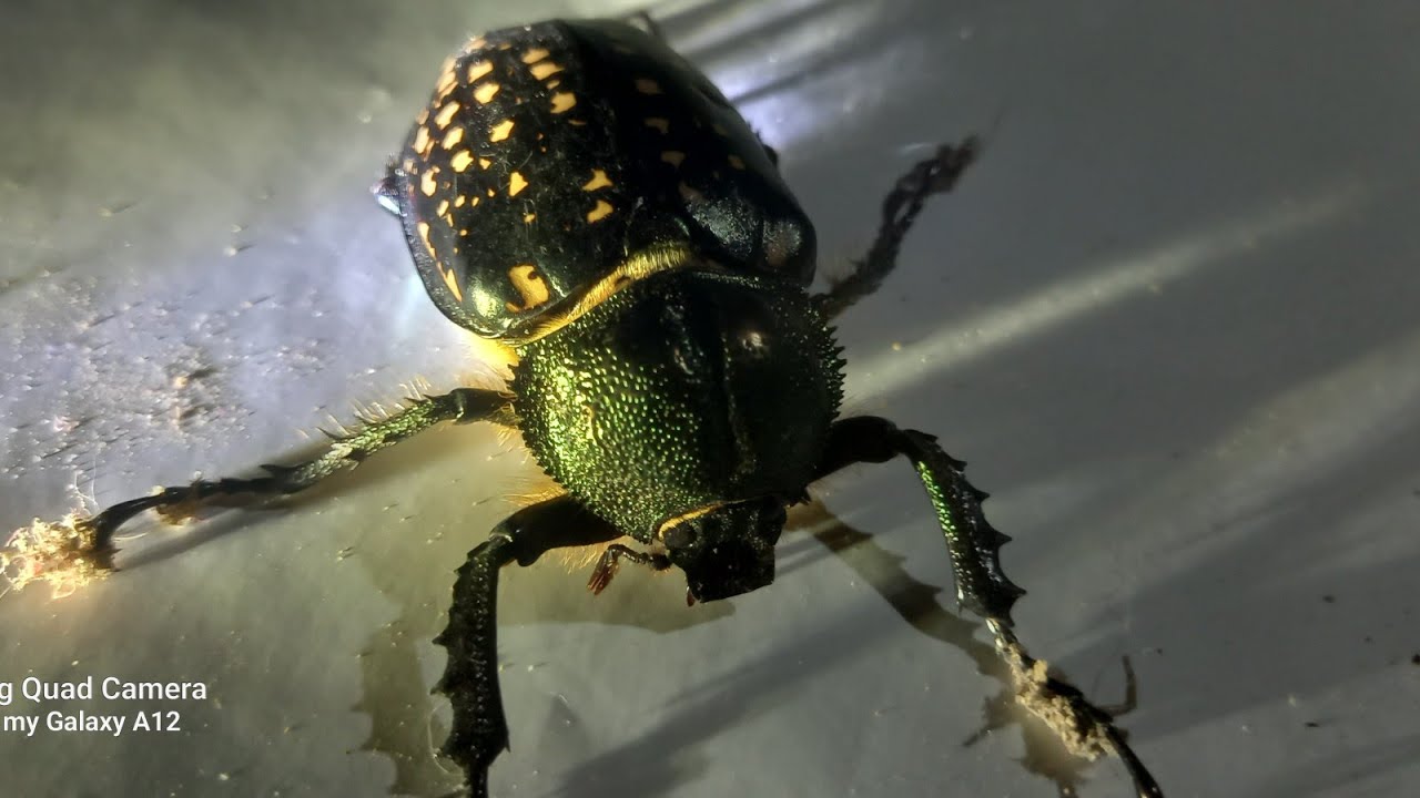Wonderful Insects // Sikkim State - YouTube