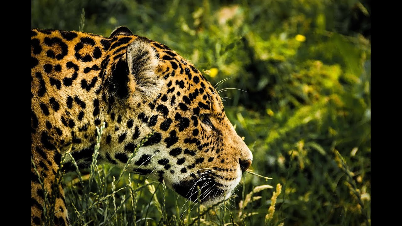 🐆🌿 The Secret Lives of Jungle Predators: Jaguar vs. Anaconda vs. Harpy ...