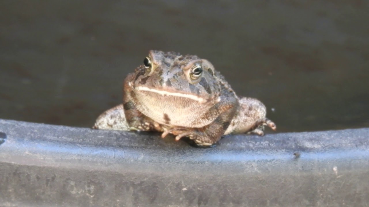 Three Brothers Retreat Sunbathing Poolside Toad - YouTube
