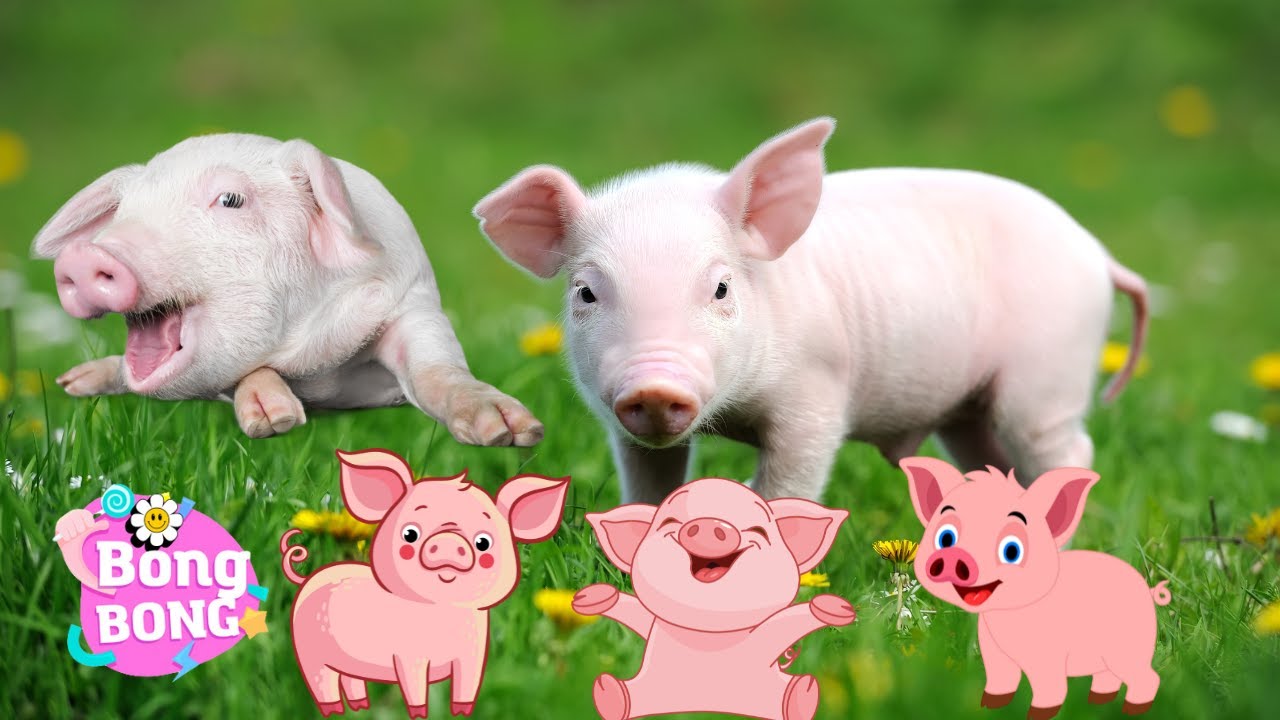 🐷 BÀI HÁT HEO CON VUI NHỘN | VUI HỌC CÙNG HEO CON | CA NHẠC THIẾU NHI ...