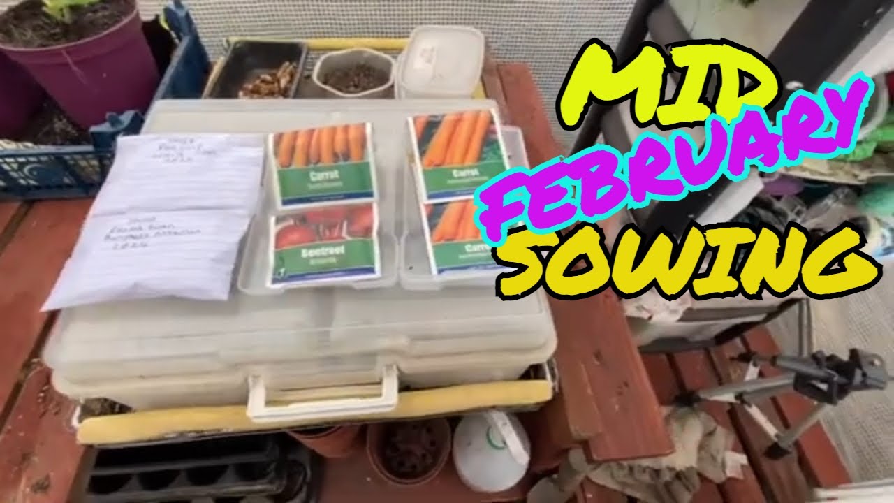 MY MIDDLE OF FEBRUARY SEED SOWING #240 ON 1 February 2025 - YouTube