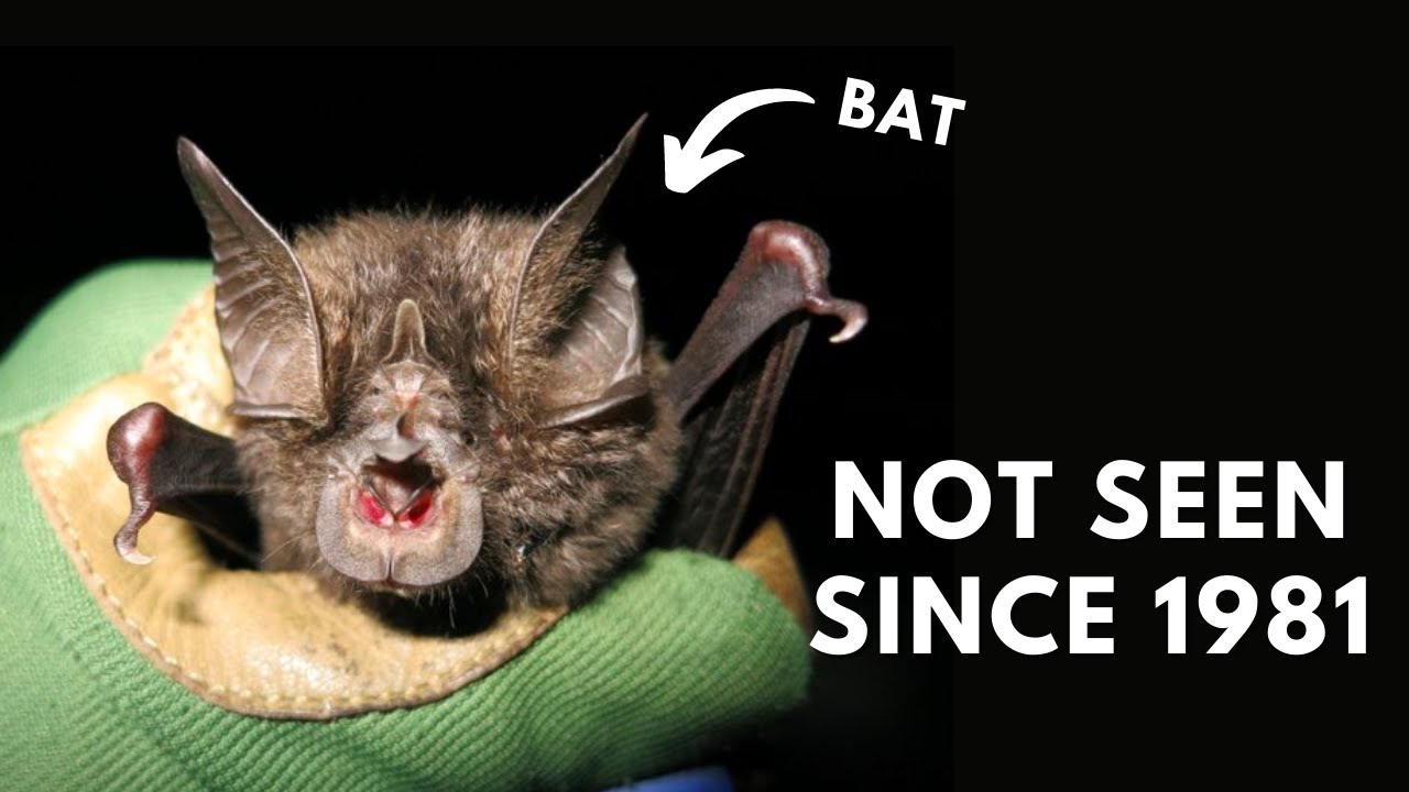 This Comical Bat Hasn't Been Seen in 40 Years - YouTube